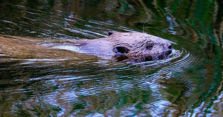 Stacey Cole Nature Talks: Remembering one family's beaver rescue ...