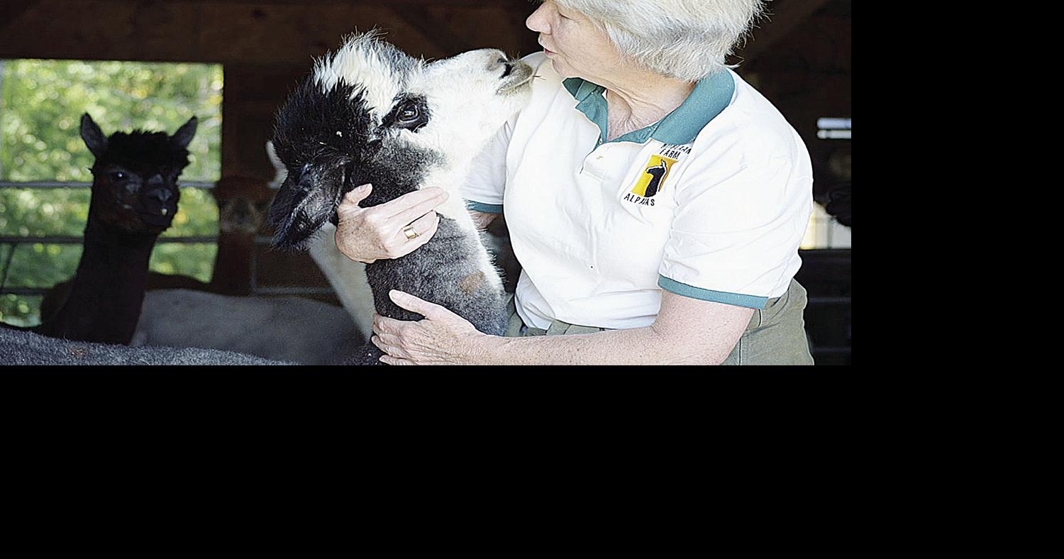 Alpacas are low-maintenance livestock | Animals | unionleader.com