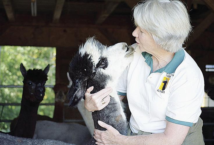 Alpacas are low-maintenance livestock | Animals | unionleader.com