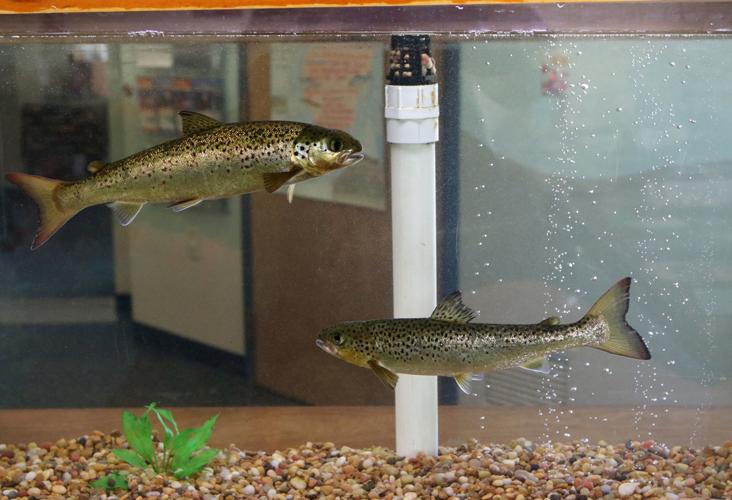 Amoskeag Fishways moving to seasonal operation | Energy | unionleader.com
