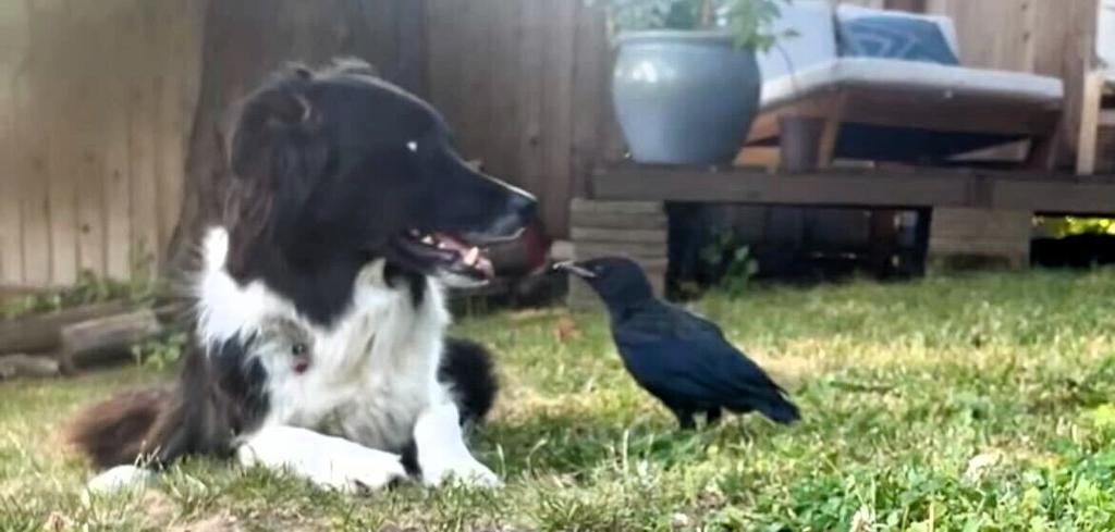 will crows attack dogs