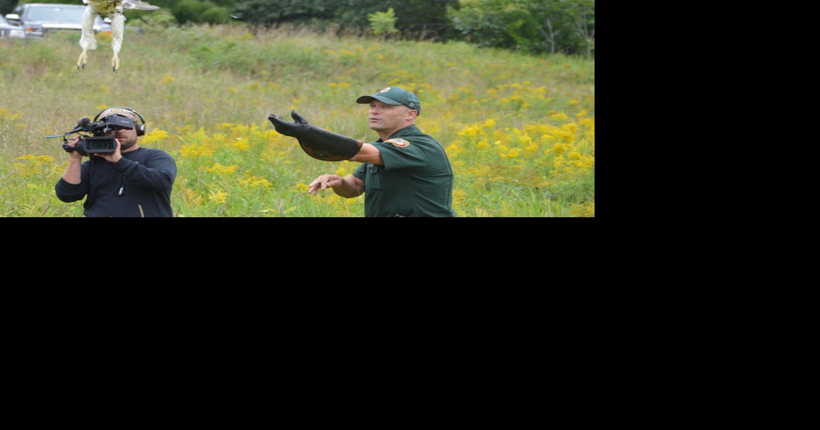 Injured hawks healed, released to soar again | Animals | unionleader.com