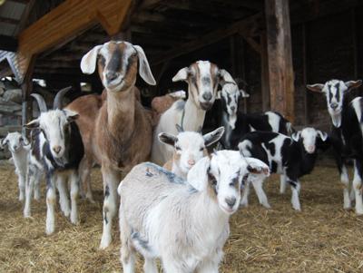 Prospect Farm's Earth Day about local growth | Animals | unionleader.com