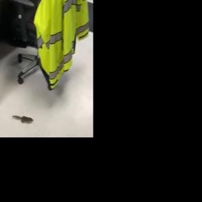 Pelham police issue arrest warrant for chipmunk invader | Animals ...