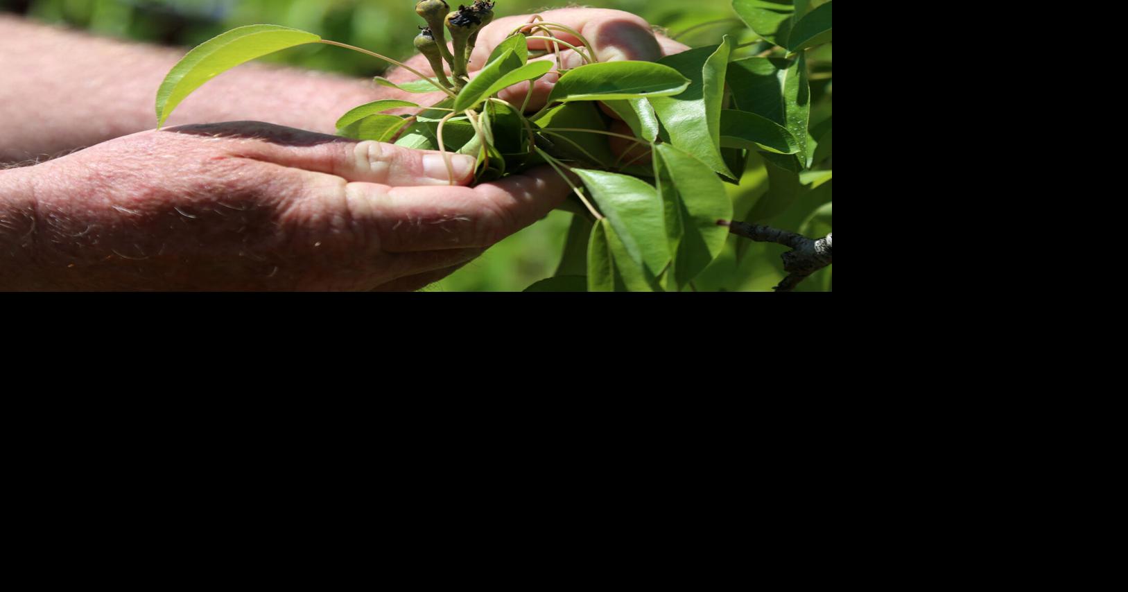 Wild weather impacts NH fruit and vegetable growers, tree seedlings ...