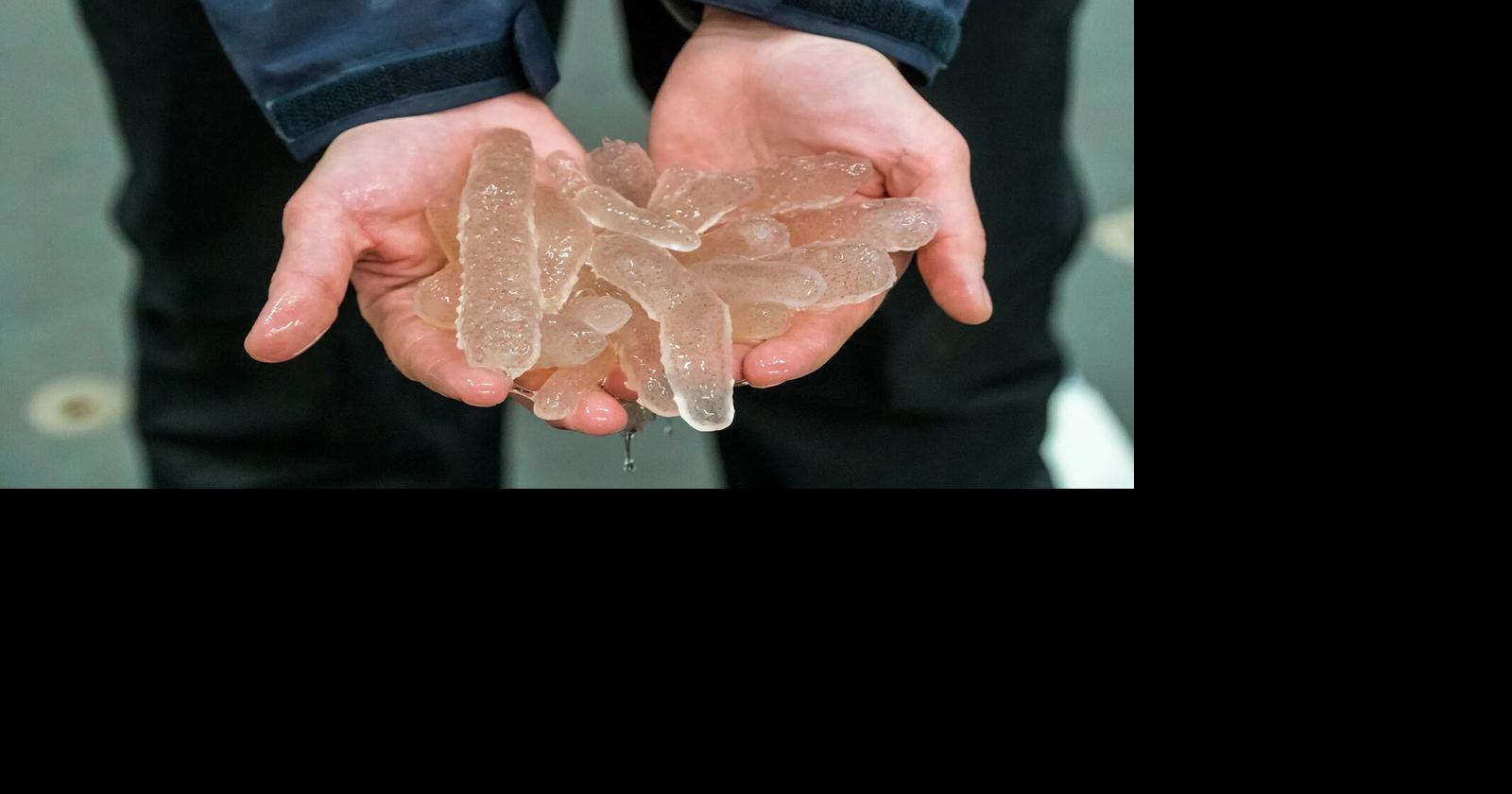 Blobby creatures washed up on West Coast beaches during marine warming ...