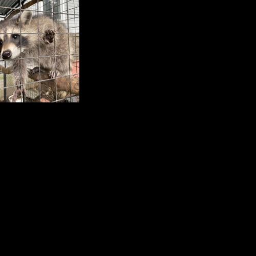 Stacey Cole Nature Talks: Farmers 'outfox' the coons in the cornfield ...