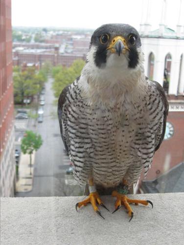 Manchester's falcons have worldwide appeal | Animals | unionleader.com