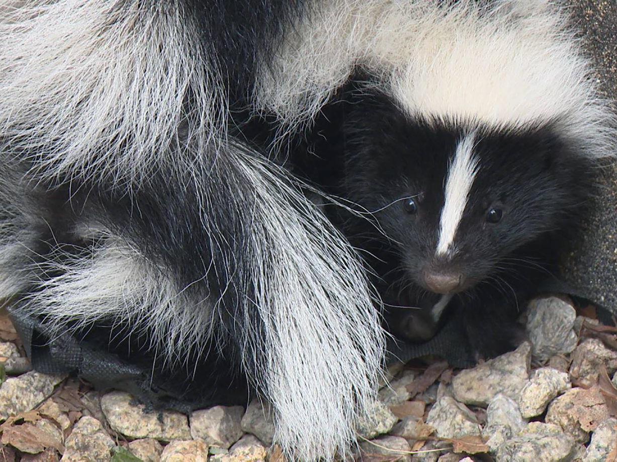 skunks eating bees