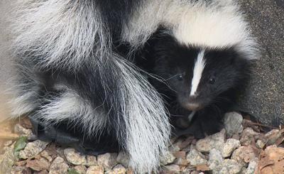 why do skunks eat bees