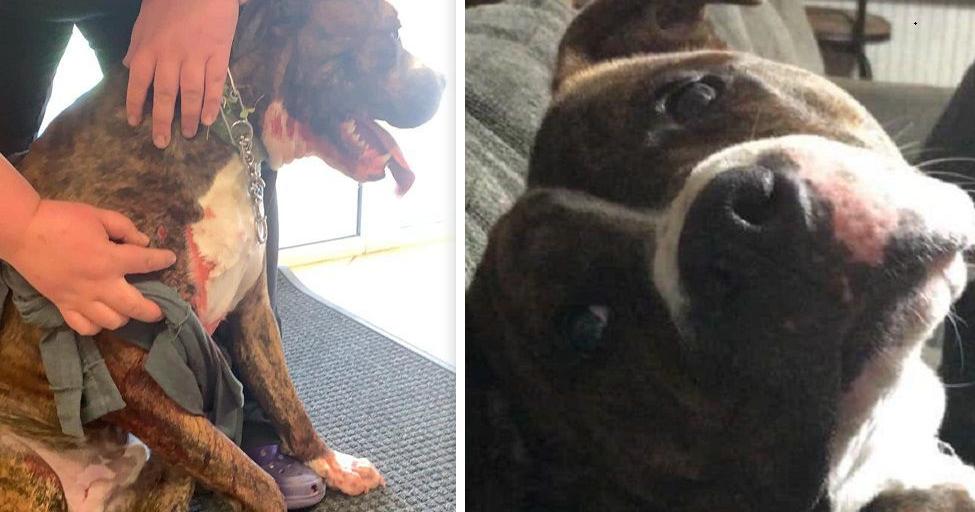 Gunner the dog survives gunshot wound, will probably keep his leg ...
