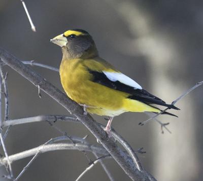 NH Audubon needs help on Statewide Bird Survey | Animals | unionleader.com