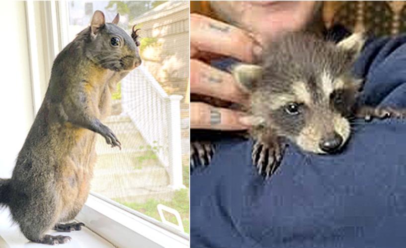 is it legal to own a squirrel in india