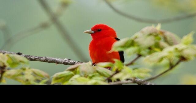 Stacey Cole Nature Talks: A drama plays out at the beaver pond ...