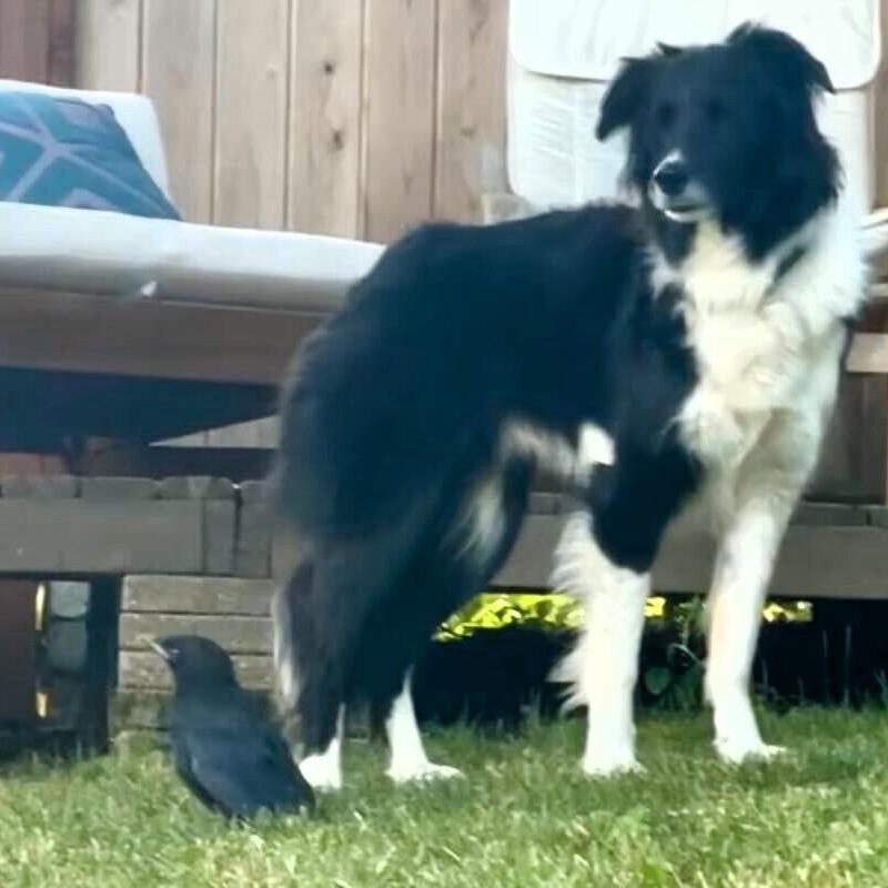 do border collies hold grudges