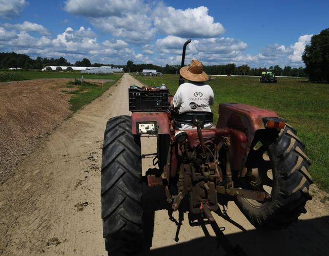 Brookford Farm | Animals | unionleader.com