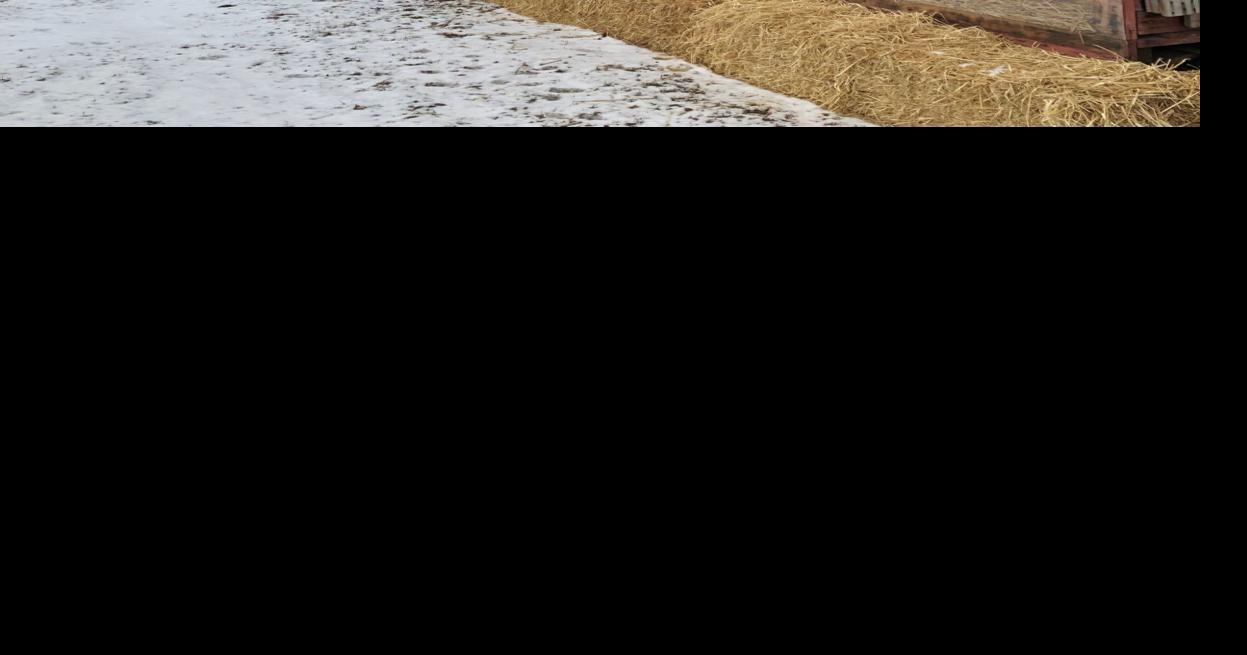 Claremont Nativity scene, menorah under scrutiny again | Religion ...