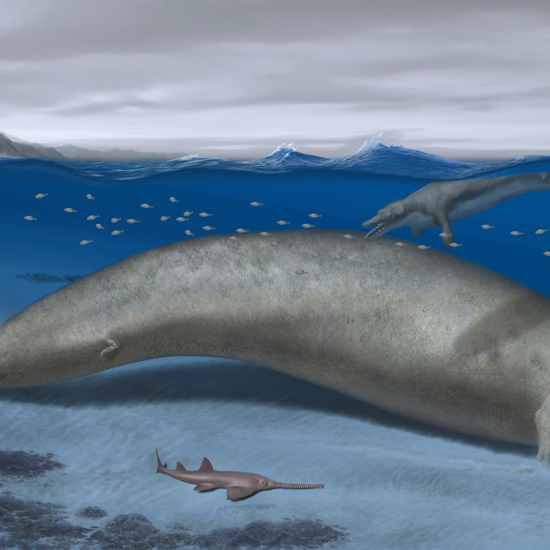 basilosaurus size