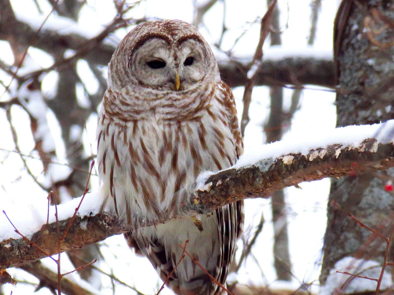 winter owl evening