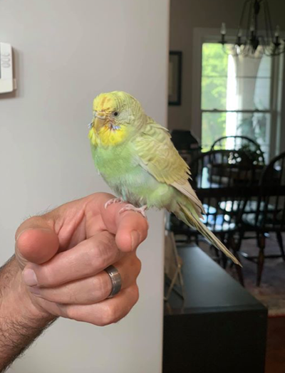 A happy reunion for Merrimack's missing parakeet | Animals ...