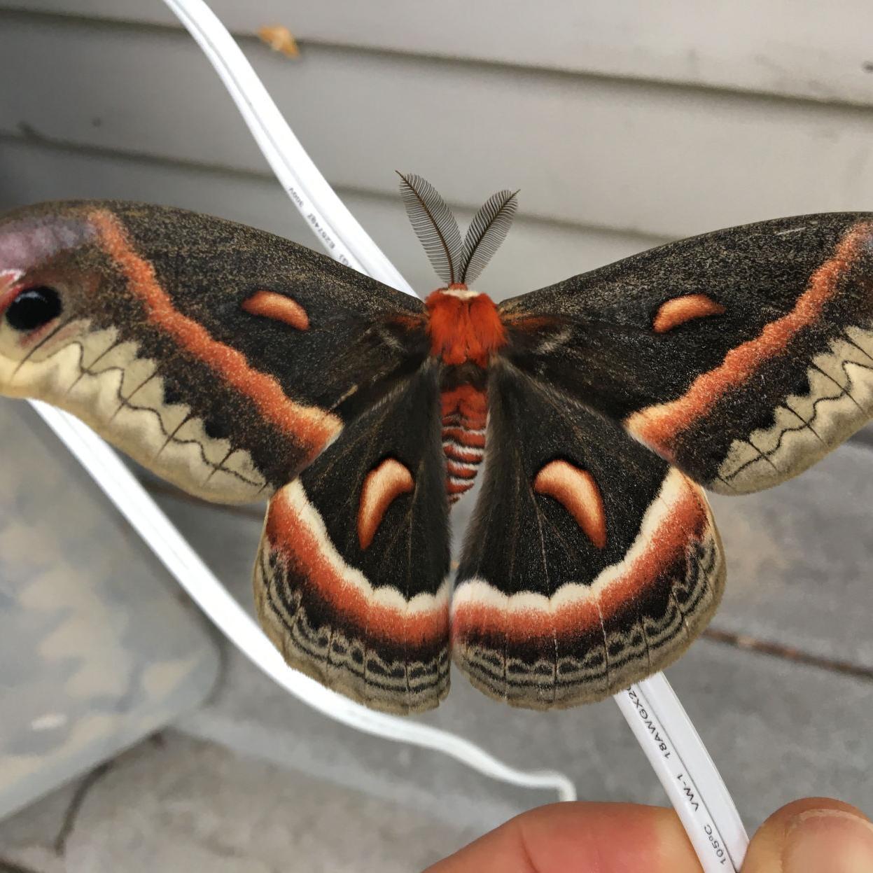 do tiger moths bite