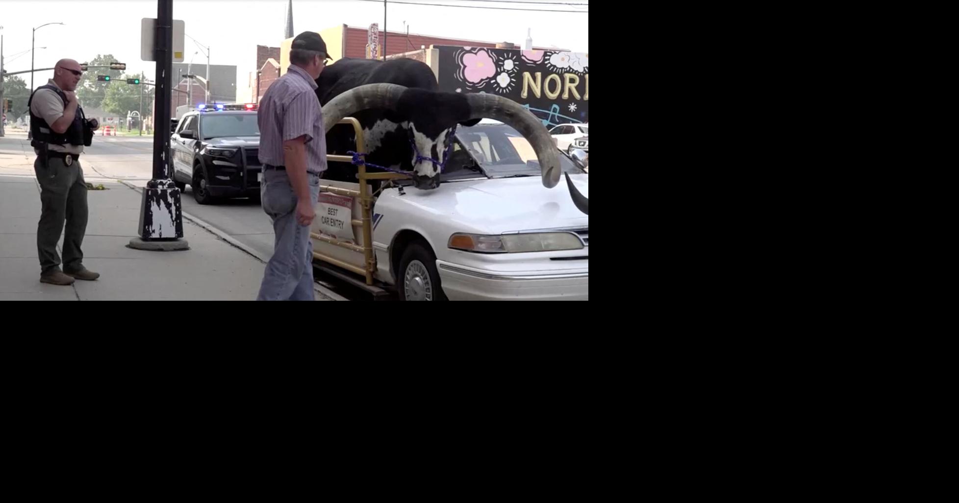 Car with adult bull riding shotgun pulled over in Nebraska | Back Page ...
