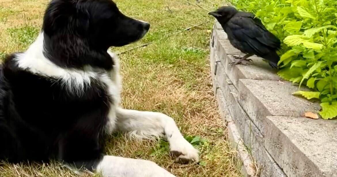 A dog helped an injured wild crow. Now they’re best friends. | Animals ...