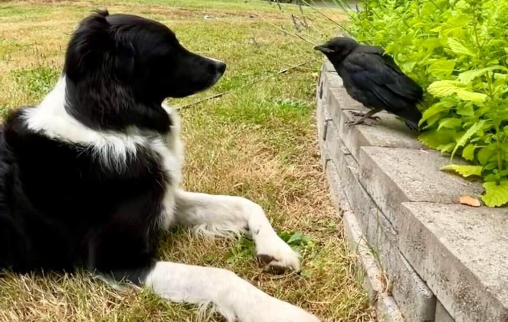 will crows attack dogs