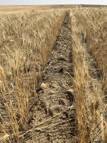 Reuters Analysis: High pasta prices set to boil over as Canada's wheat ...