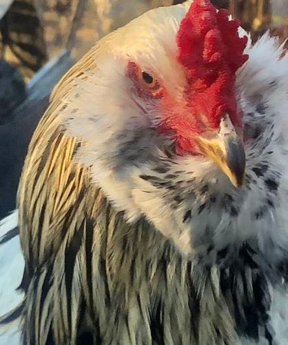 ameraucana rooster crowing