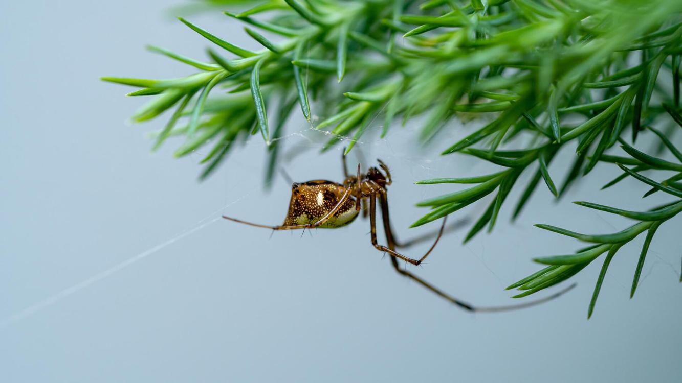Giant Joro spiders could arrive in Massachusetts this year: ‘There’s no ...