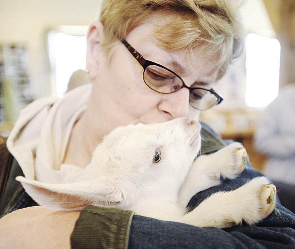 Farm babies spring up in Nottingham | Animals | unionleader.com