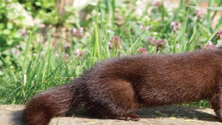 pine squirrel indiana