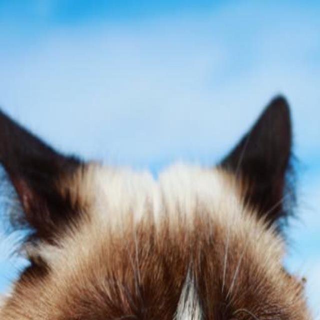 grumpier cat