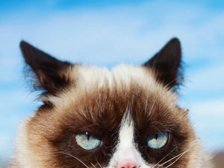 cute fluffy grumpy cat