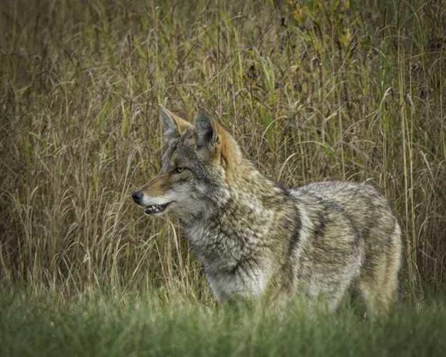 Experts howl at 'coywolf' headlines; limited NH hunting season called ...