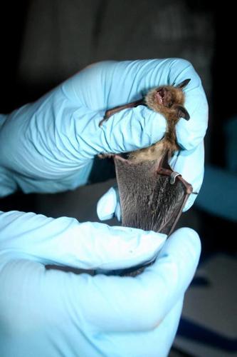Going batty after being cooped up for a year? Volunteer to participate ...