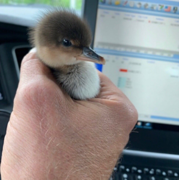 Ducks rescued from I-393 in Concord | Animals | unionleader.com