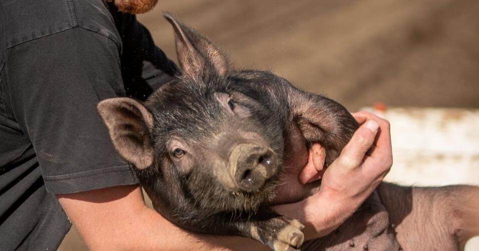 From greased pigs to seaweed, 2026 bills cover unusual issues | State ...