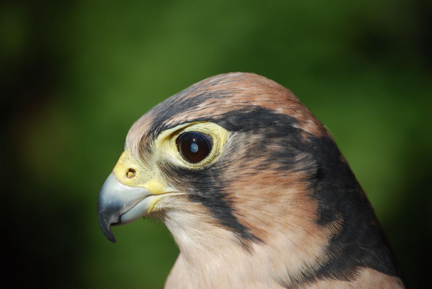 Experts are awaiting NH falcon's eye surgery | Animals | unionleader.com