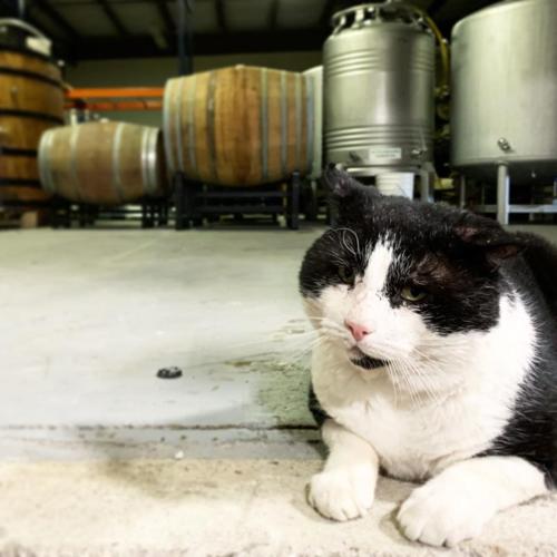 Dwayne's World: Brewery cat gets own beer label and plenty of room to ...