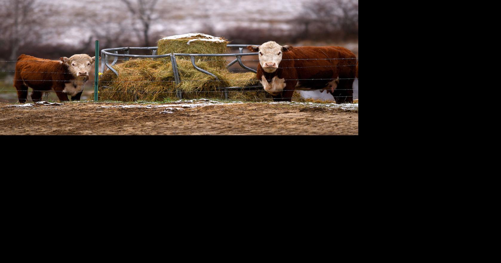 Farm fresh snowfall | Uploaded Photos | unionleader.com