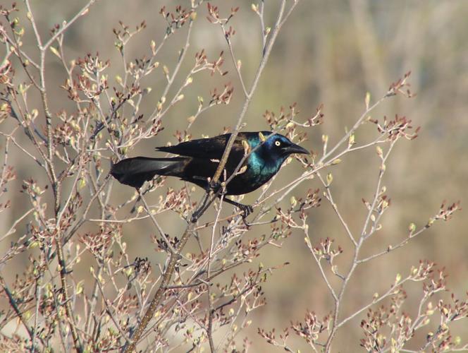 NH Audubon launches online guide to Granite State birds | Outdoors ...
