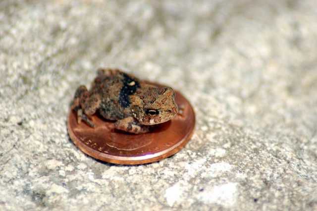 Cheryl LeBlanc's Nature Vision: Frogs and toads | Animals | unionleader.com