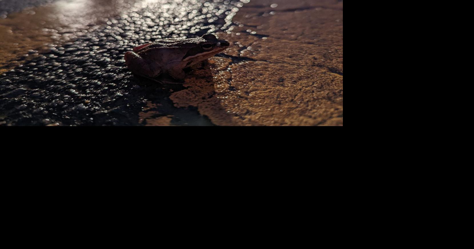 Watch out for amphibians when driving on rainy spring evenings ...