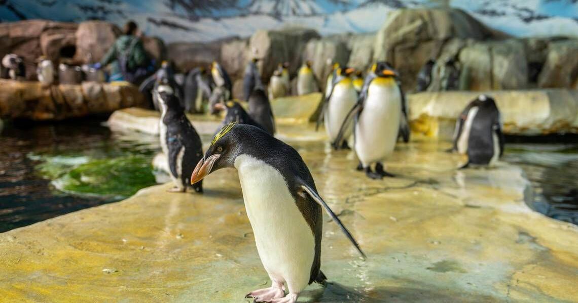 Antarctica was one of the few places without bird flu. Not anymore ...