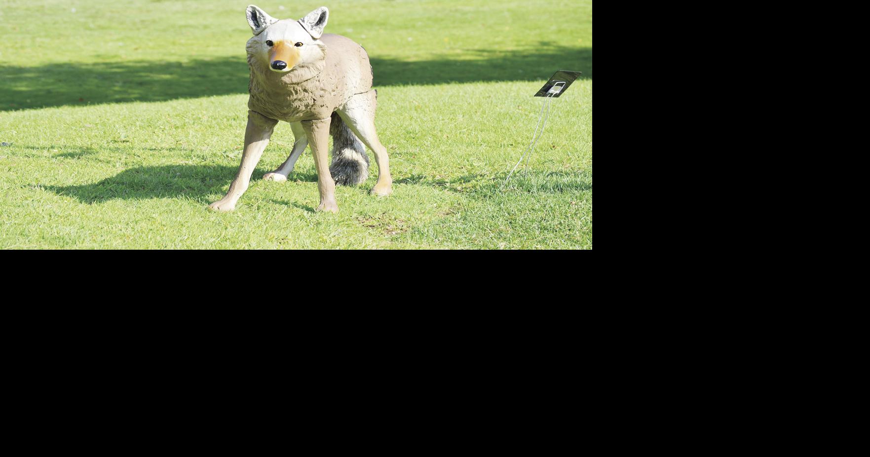 Replica coyotes stand guard against geese | Animals | unionleader.com