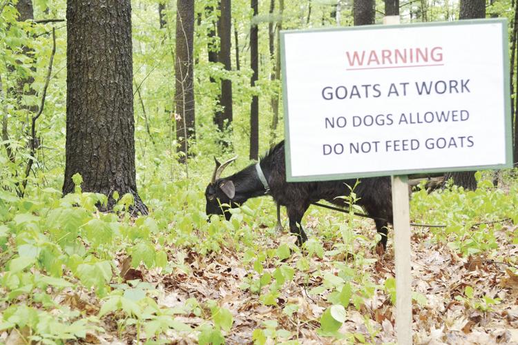 Londonderry utilizing 'goatscaping' to clean up town forest | Animals ...