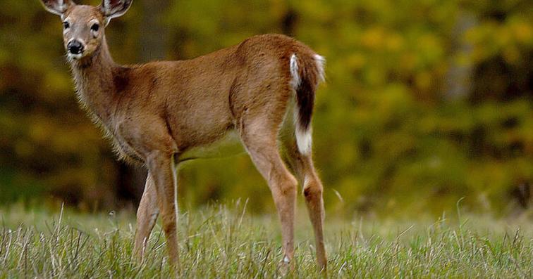 Former vegetarian anti-hunter just shot her 1st Maine buck | Human ...