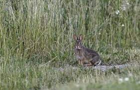 Share your rabbit sightings with NH Rabbit Reports this spring ...